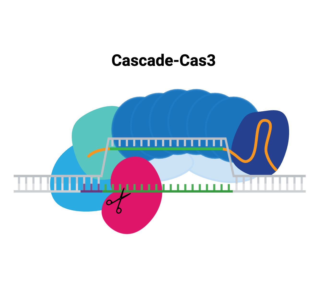 Degrading DNA with Cascade-Cas3